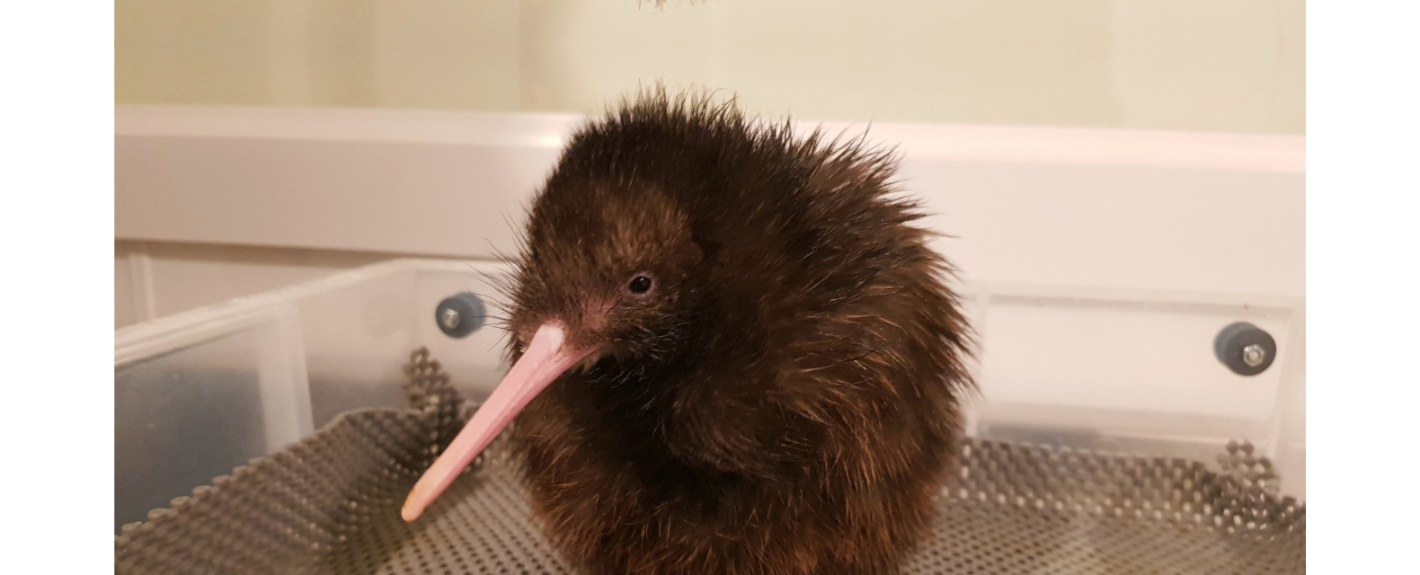 Kiwi fighting strong at Crombie Lockwood Kiwi Burrow - Gallagher ...