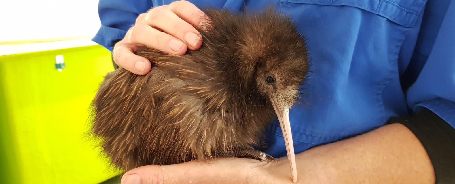 Kiwi Burrow celebrates 200th chick hatched - Gallagher Insurance NZ