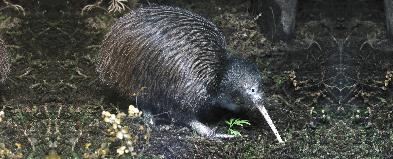 Helping to protect our native birds from predators - Gallagher Insurance NZ